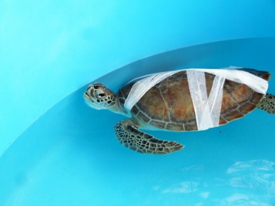 Help Heal Sea Turtles: The Turtle Hospital Marathon