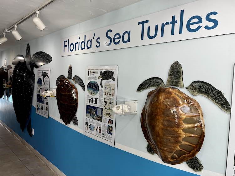 Help Heal Sea Turtles: The Turtle Hospital Marathon